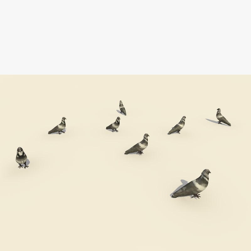 group walking pigeons animation 3d c4d