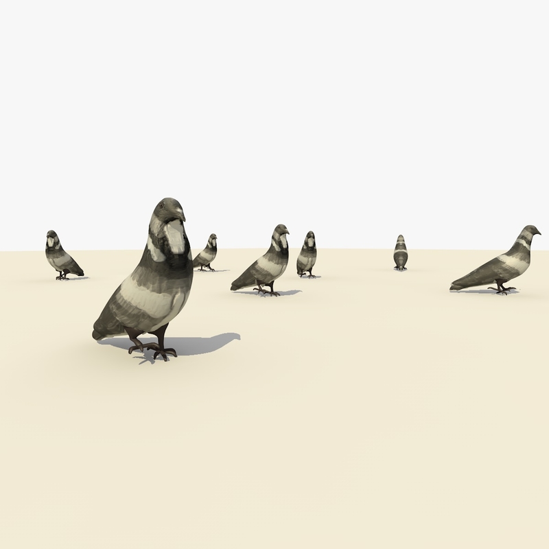 group walking pigeons animation 3d c4d