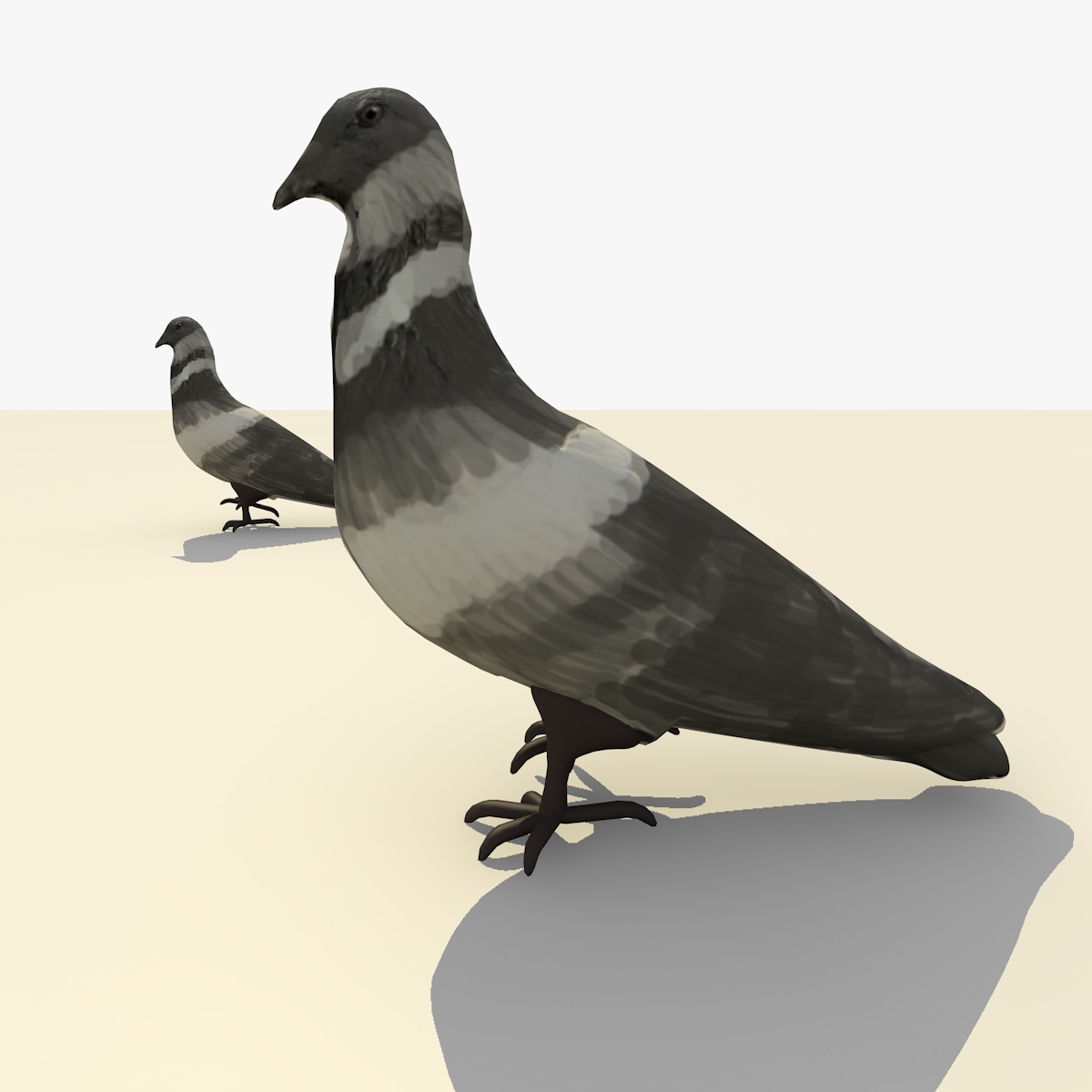 group walking pigeons animation 3d c4d