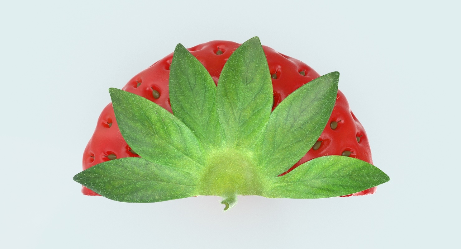 strawberry cross section 3d max
