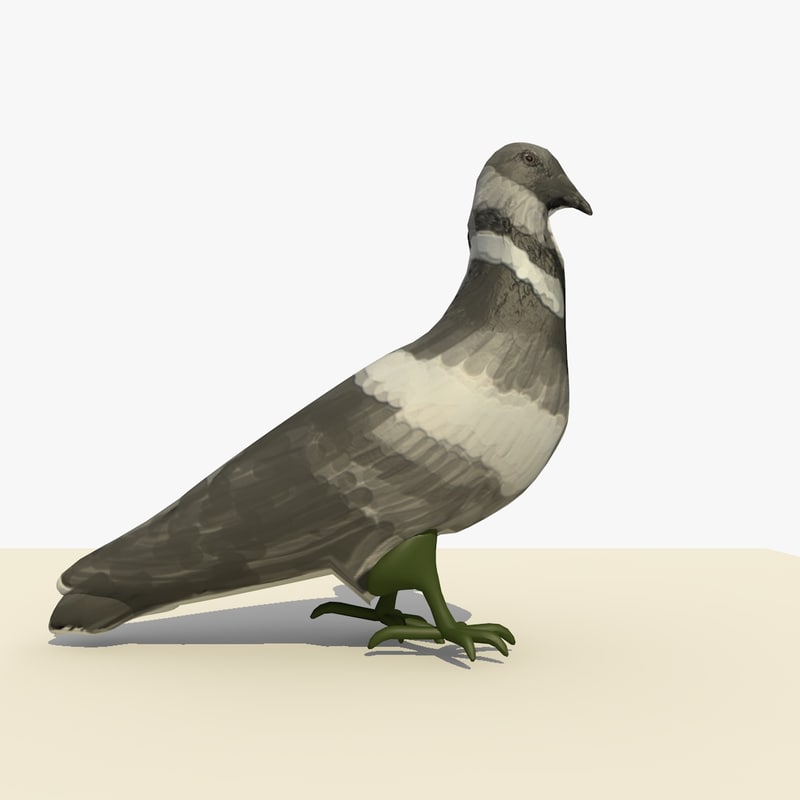 single walking pigeon animation c4d