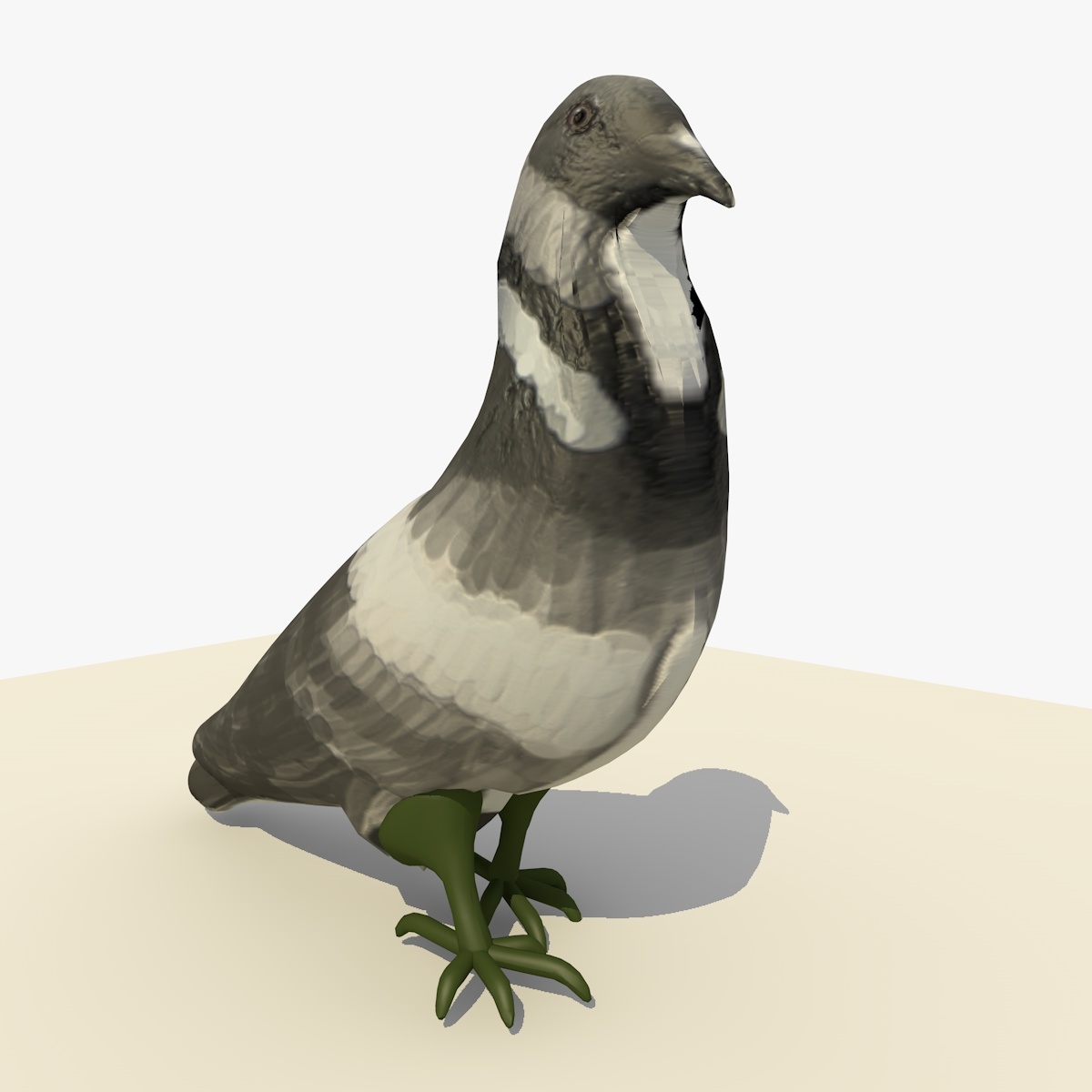 single walking pigeon animation c4d