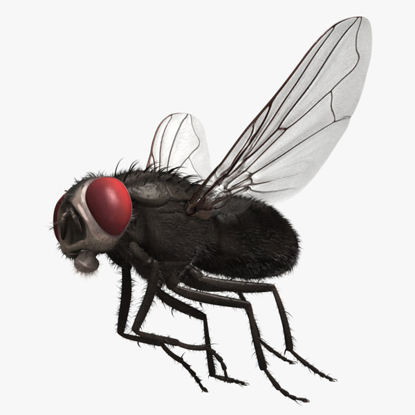 3D Fly Models | TurboSquid