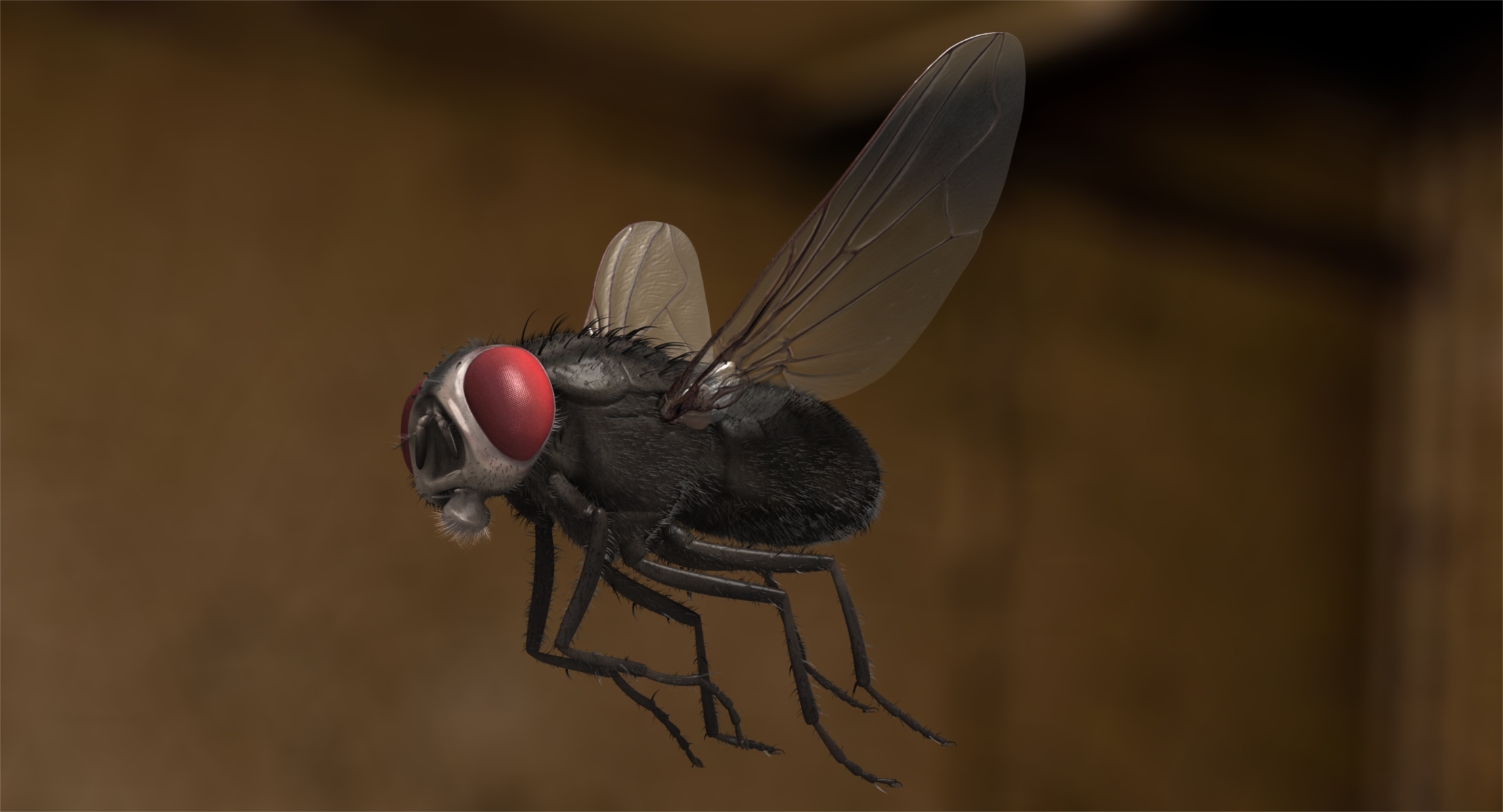 ma musca domestica black house fly