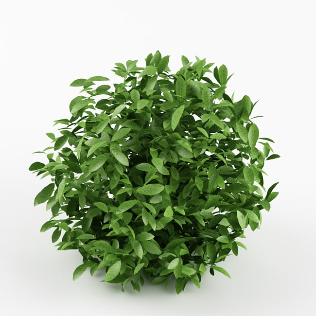 3d model bush