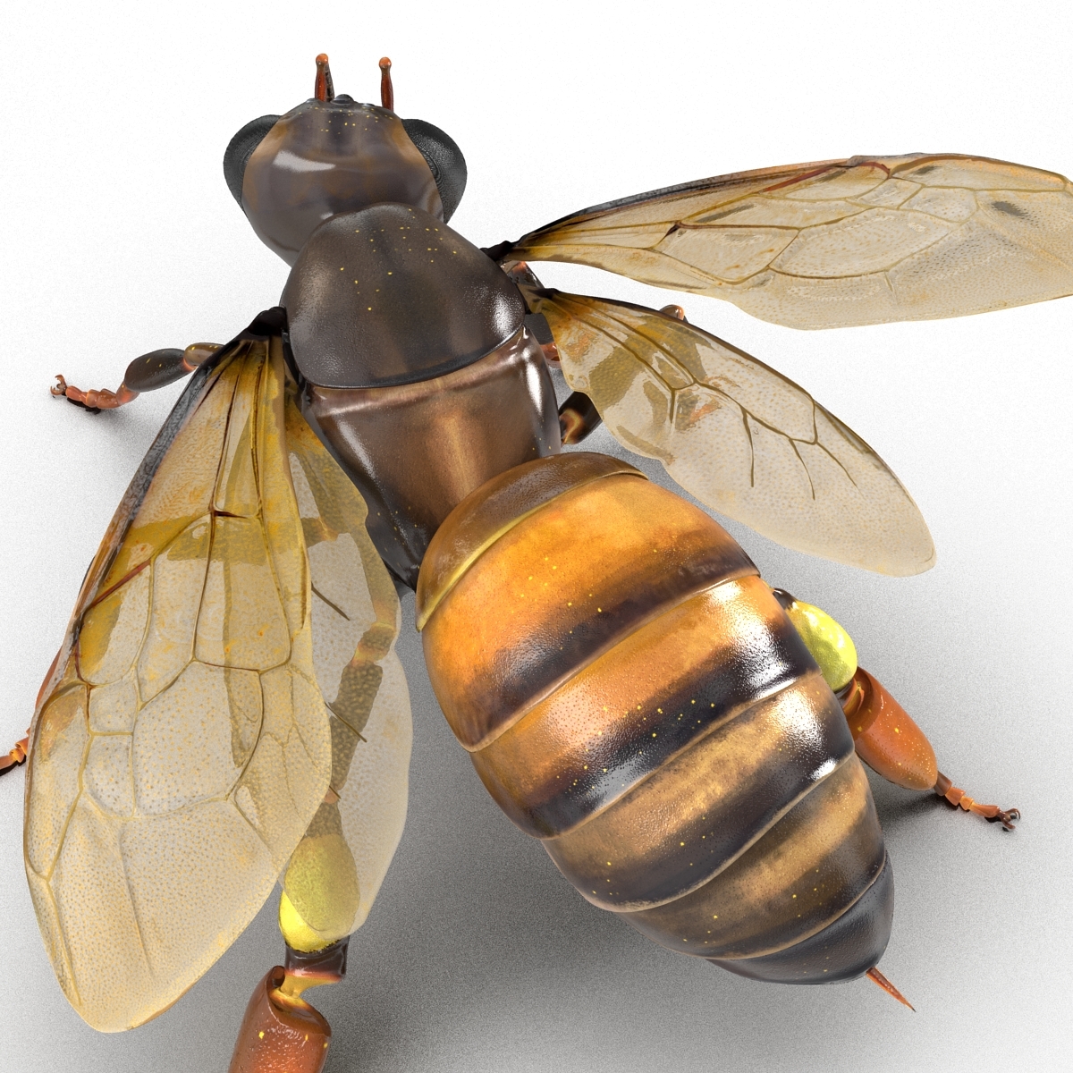 honey bee pose 2 3d max