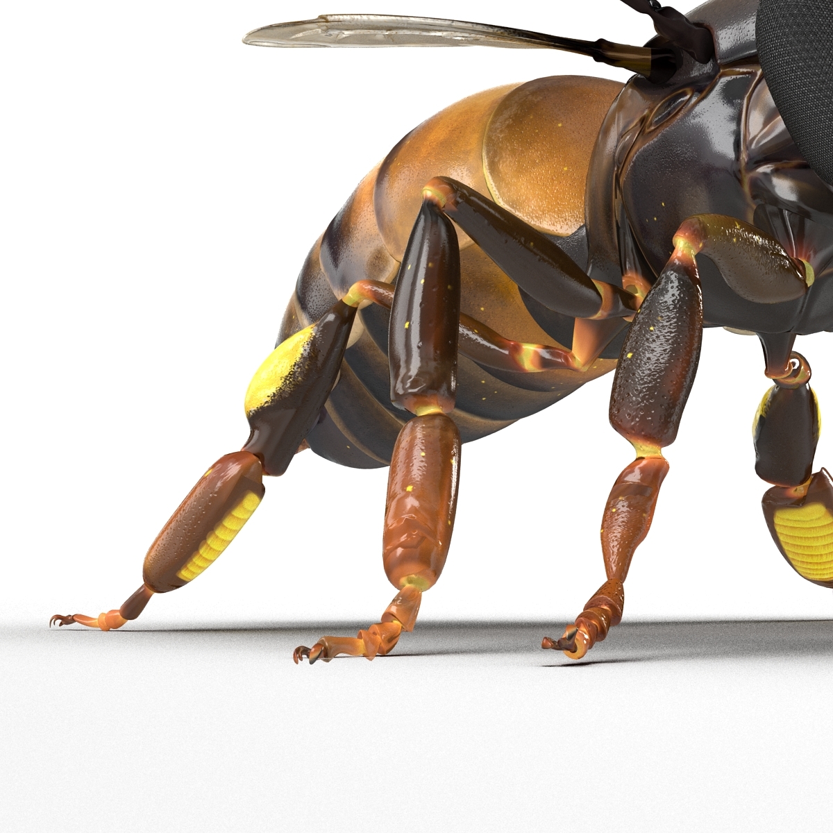 honey bee pose 2 3d max