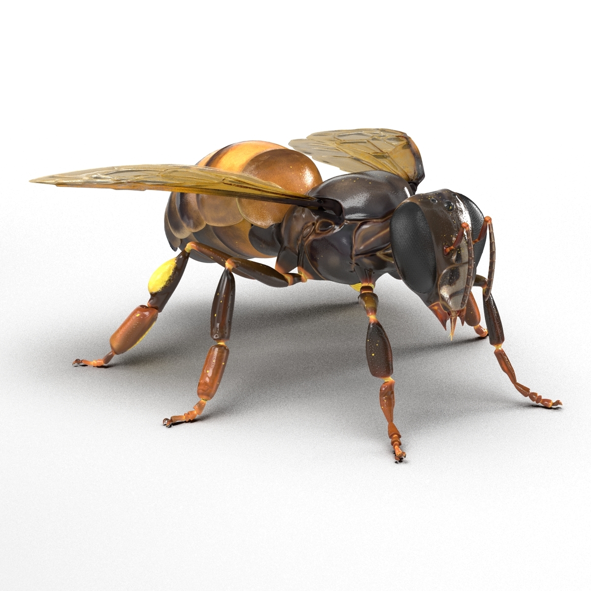 3d honey bee