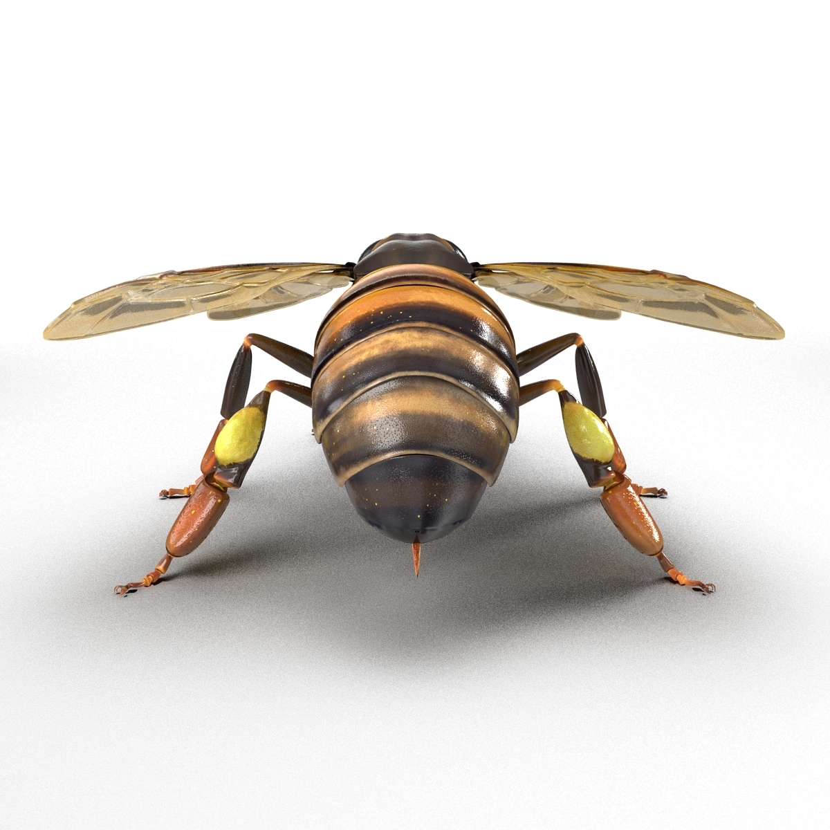 3d honey bee