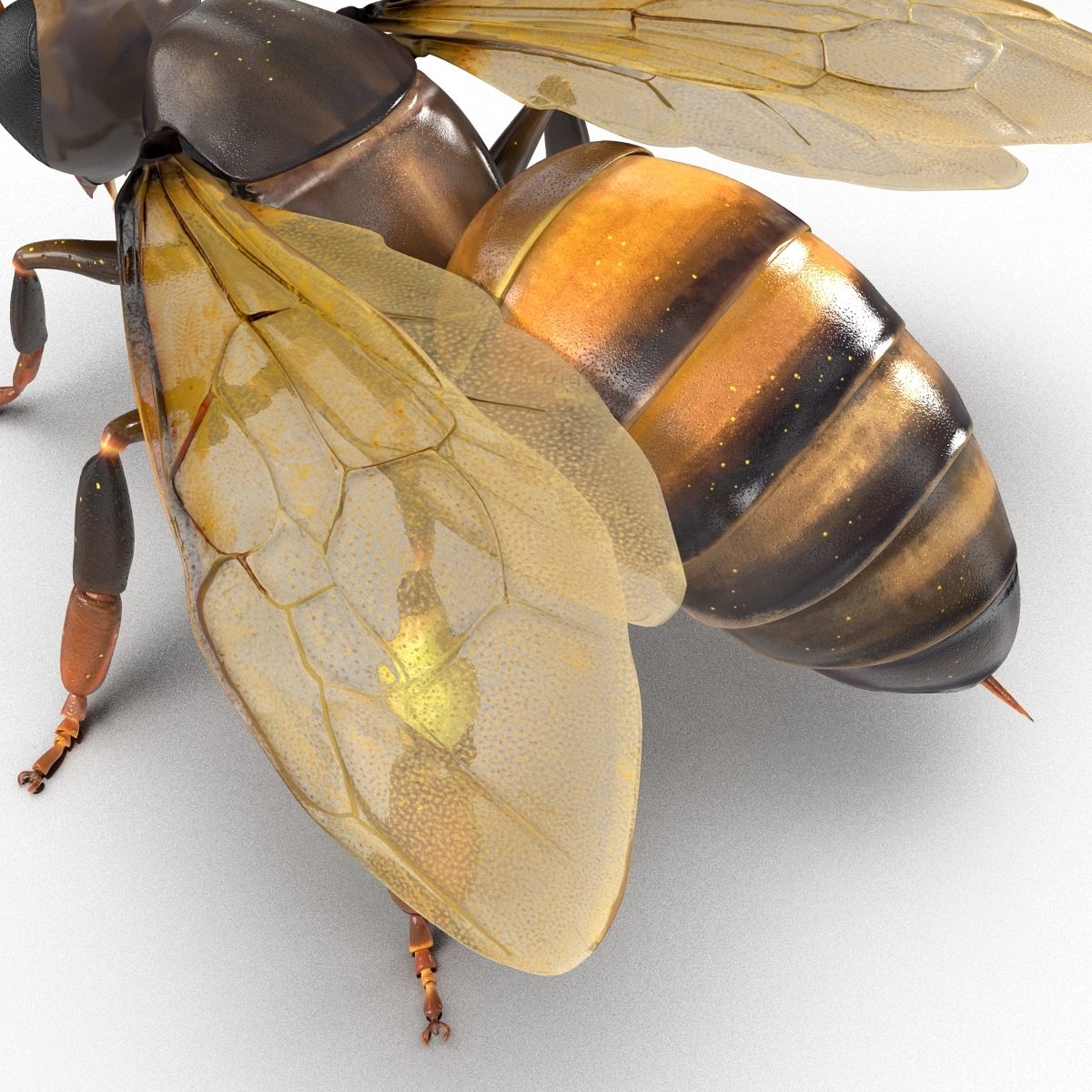 3d honey bee