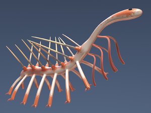 3d model pikaia prehistoric cambrian