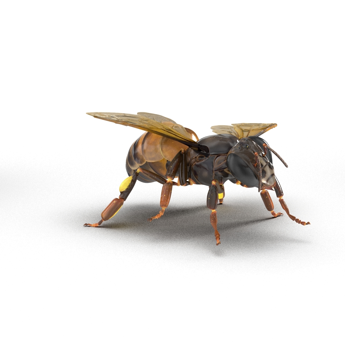 3d model honey bee pose 4