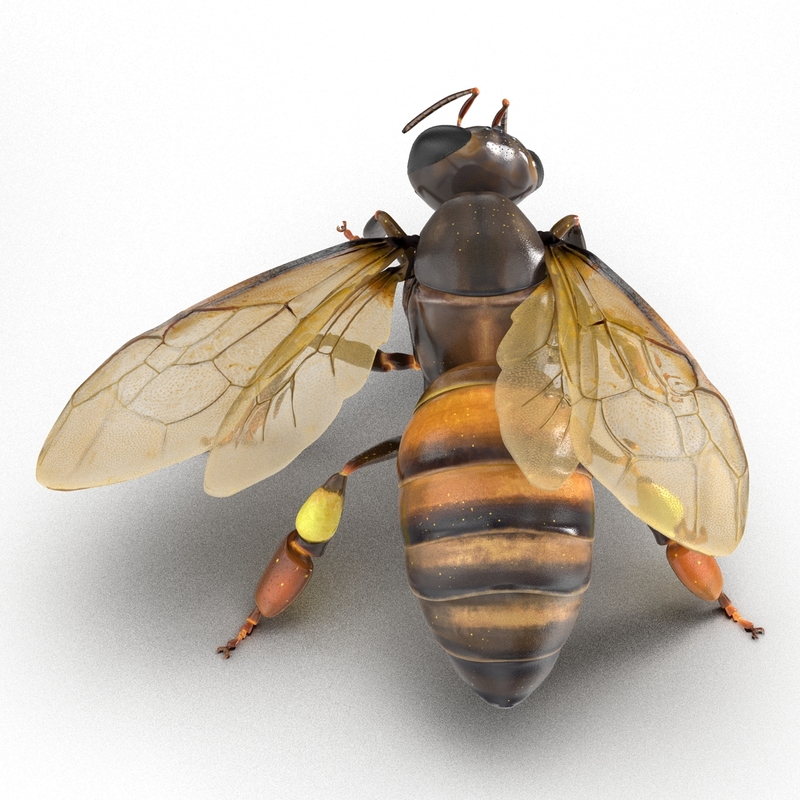 3d model honey bee pose 4