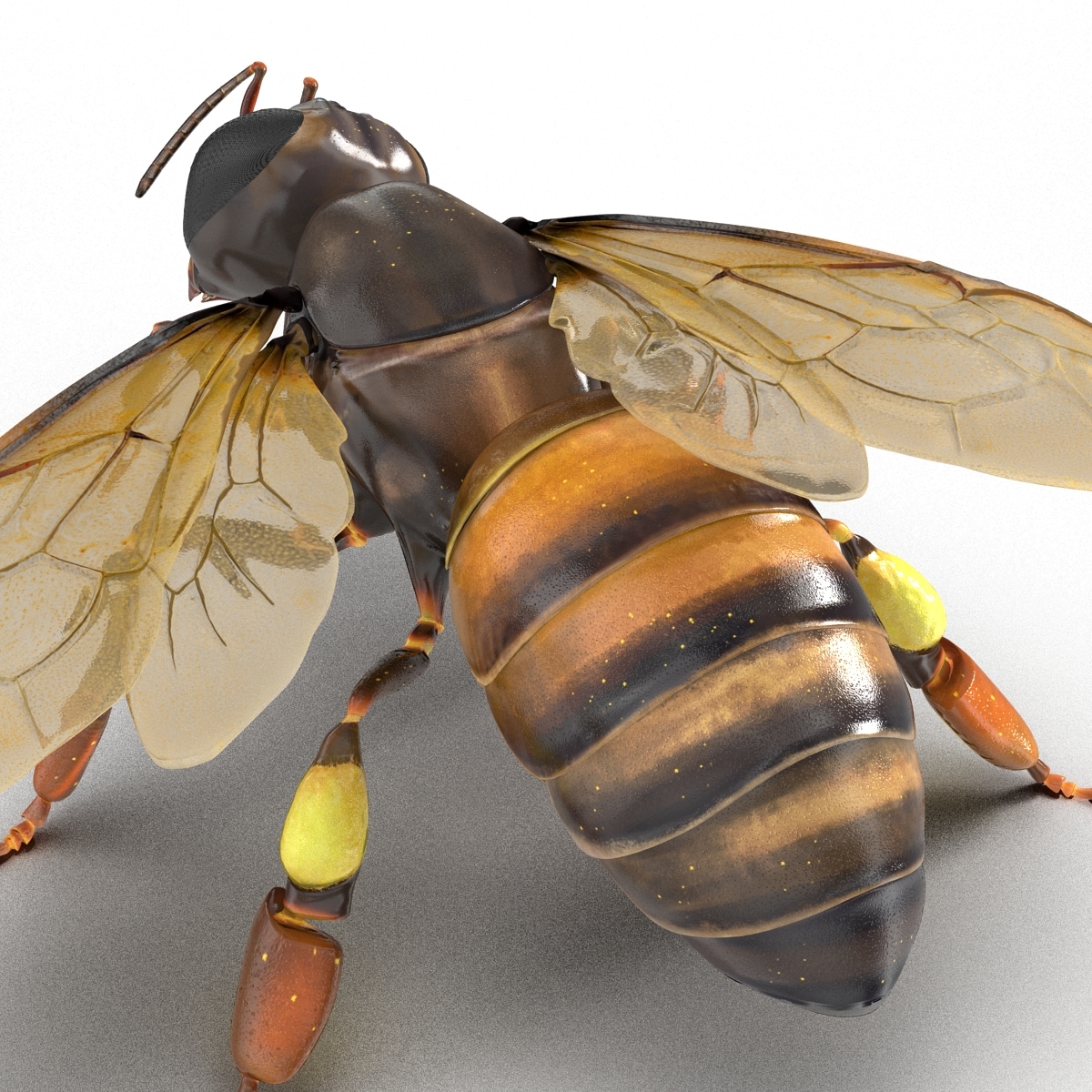 3d model honey bee pose 4