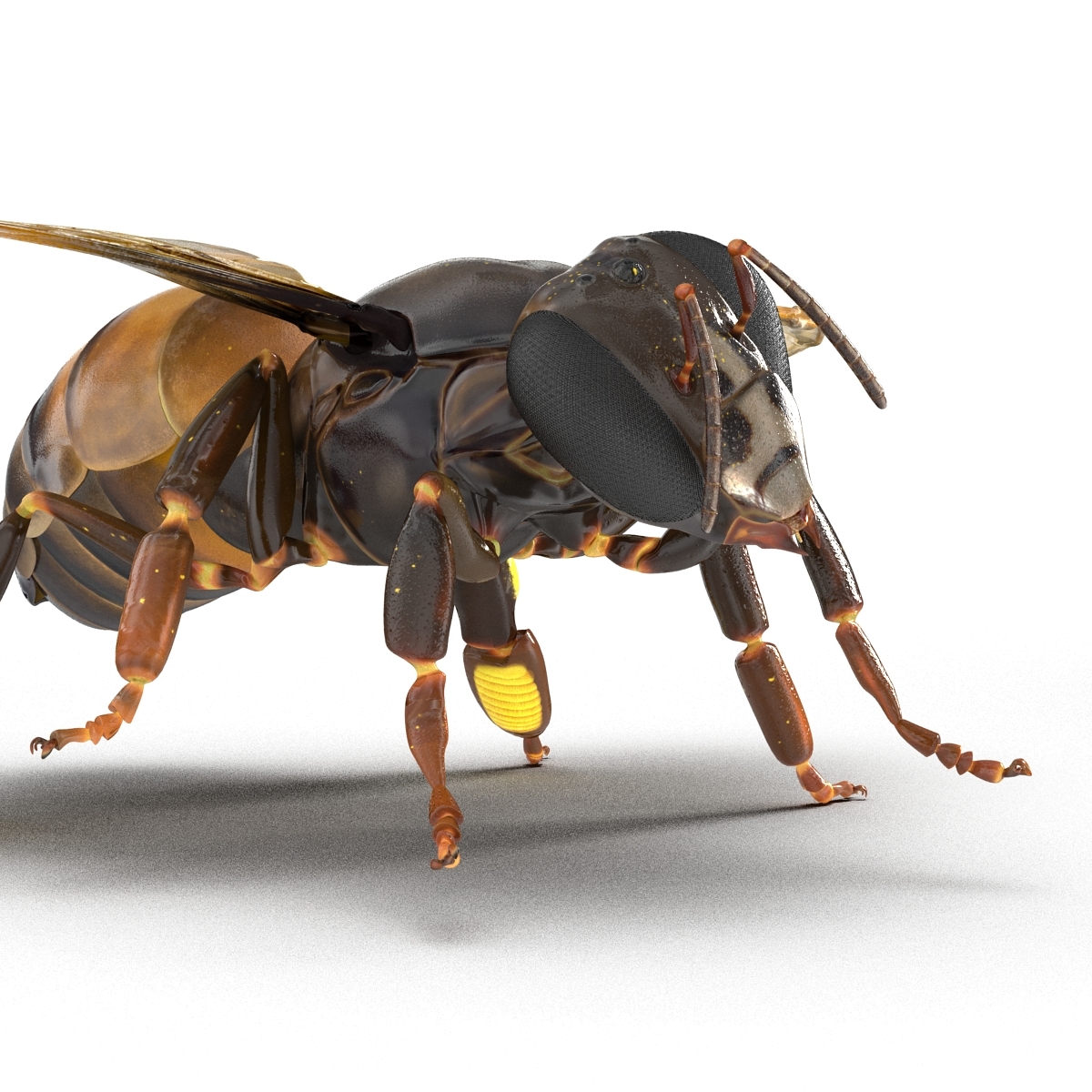 3d model honey bee pose 4