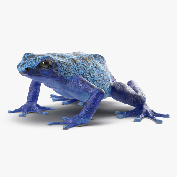 Frog 3D Models for Download | TurboSquid