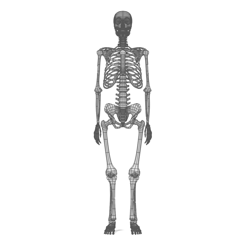 3d nervous skeleton model