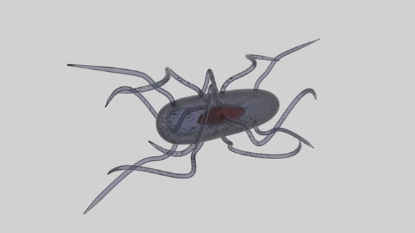 bacteria 3d model