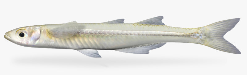 menidia audens mississippi silverside 3d x