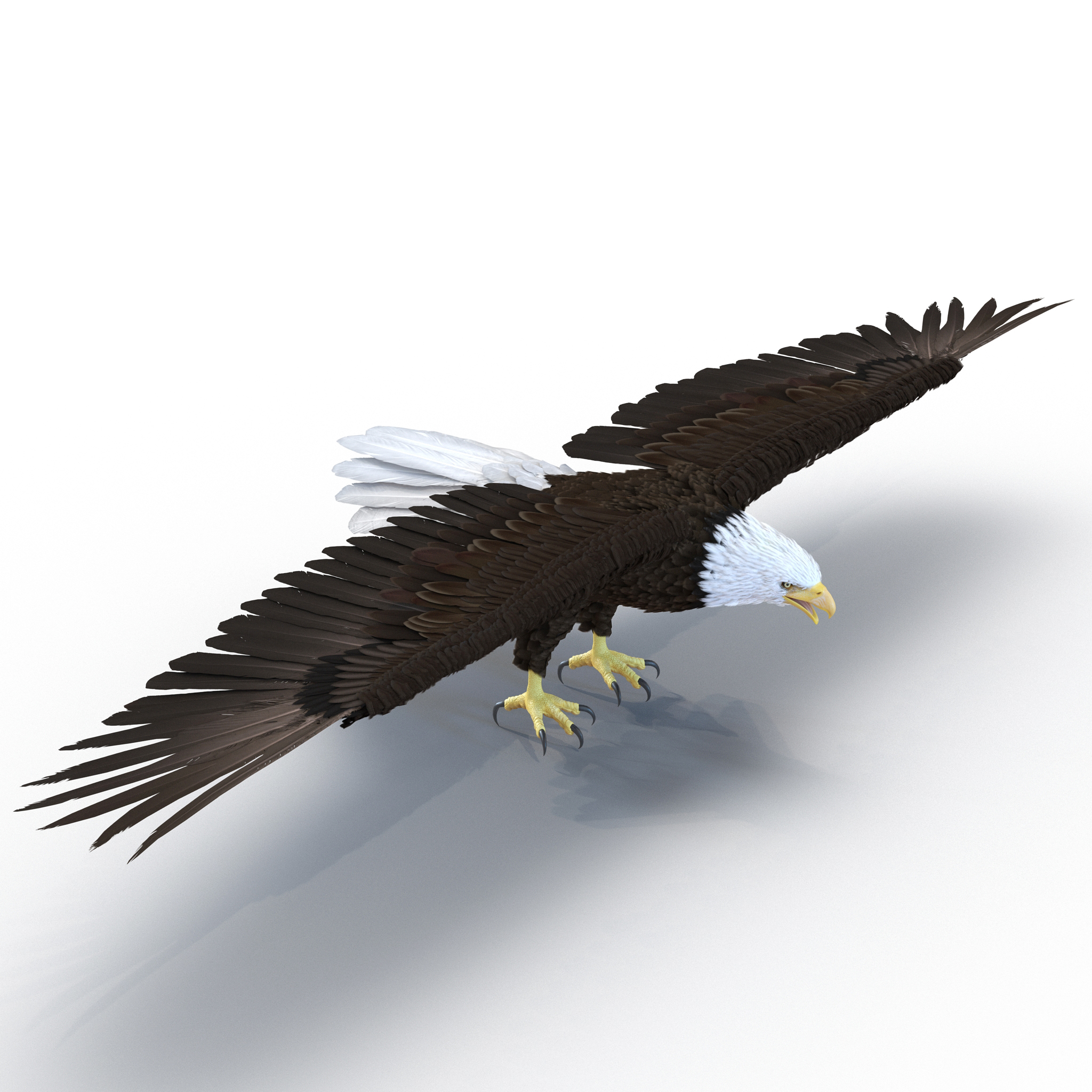 bald eagle 3d model