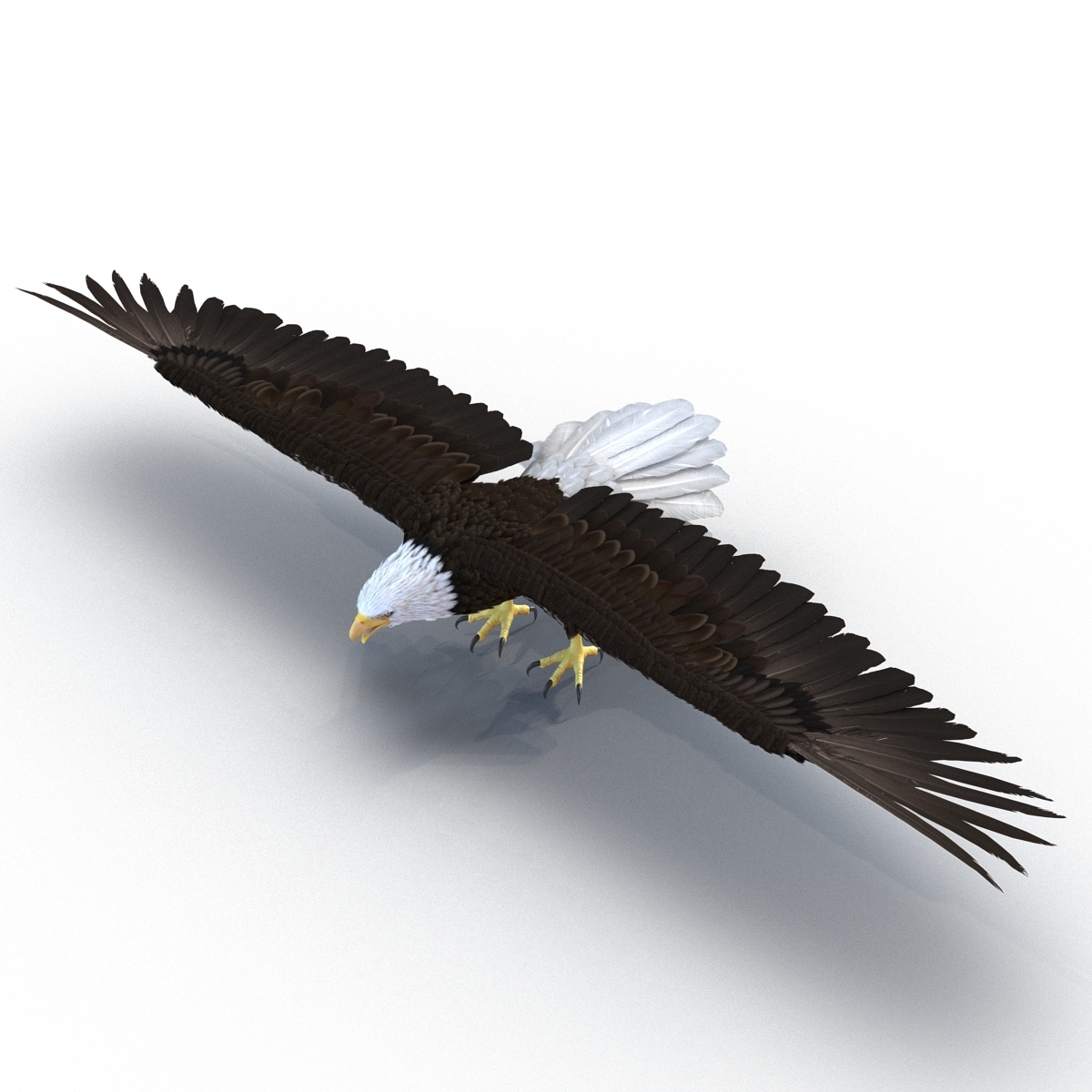 bald eagle 3d model