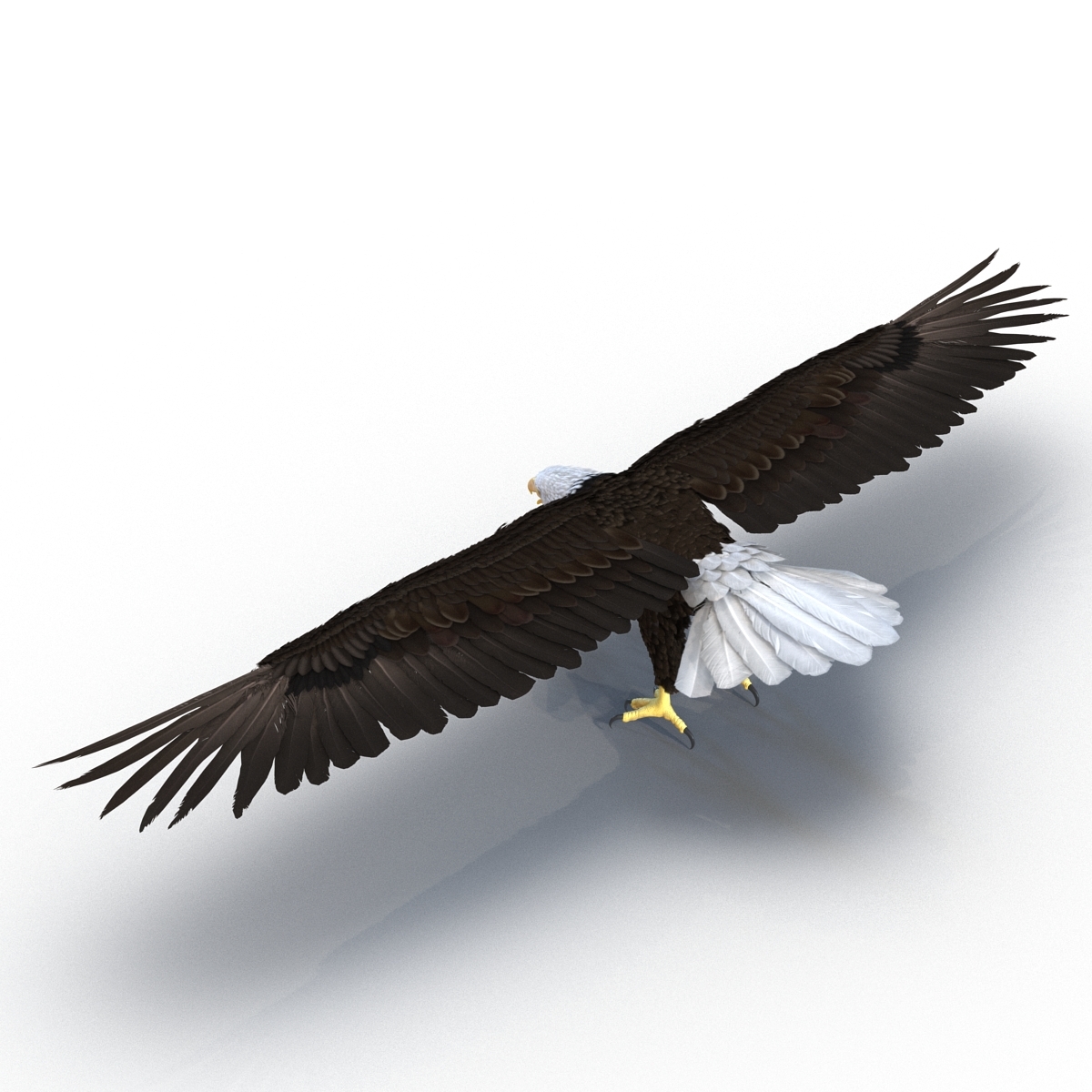 bald eagle 3d model