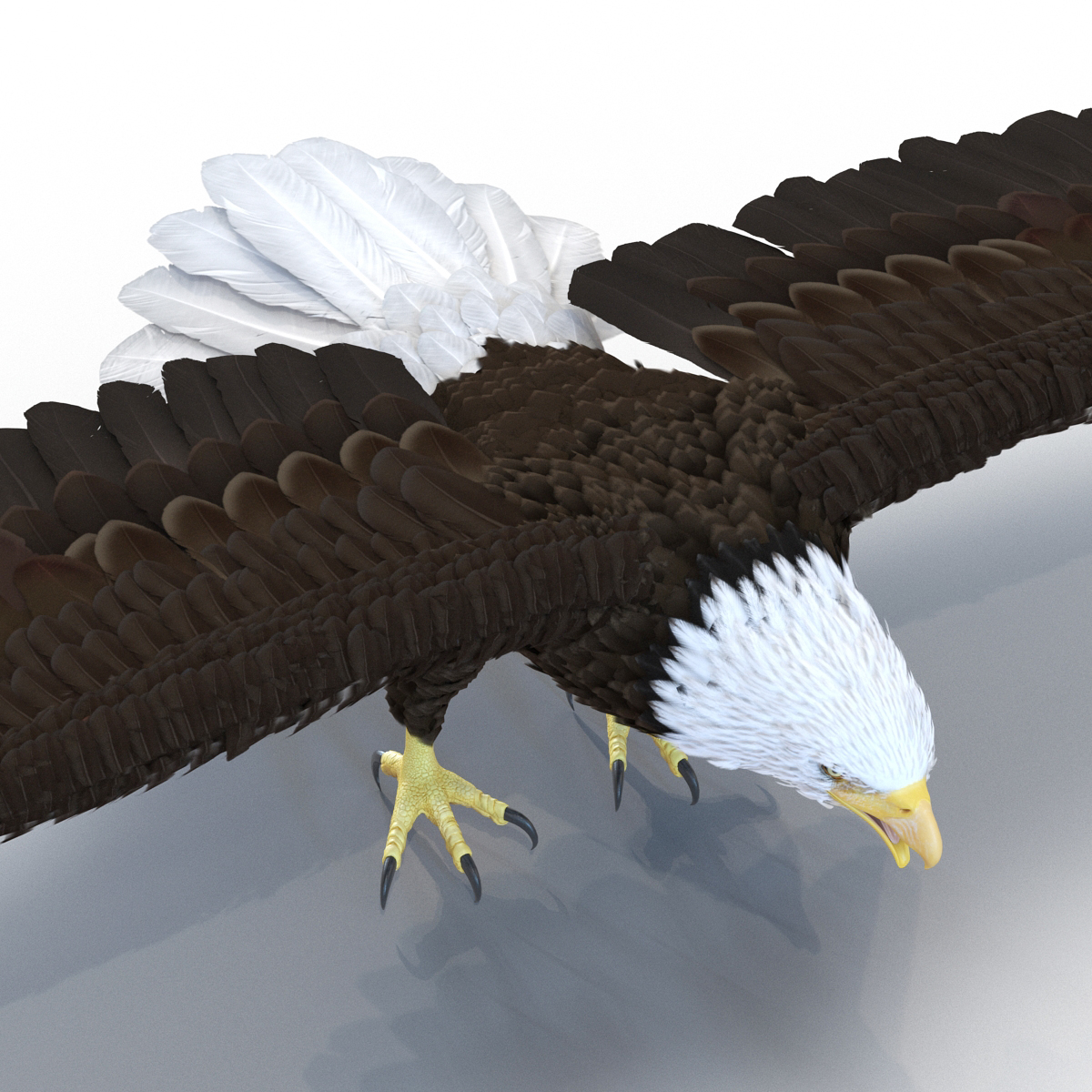 bald eagle 3d model