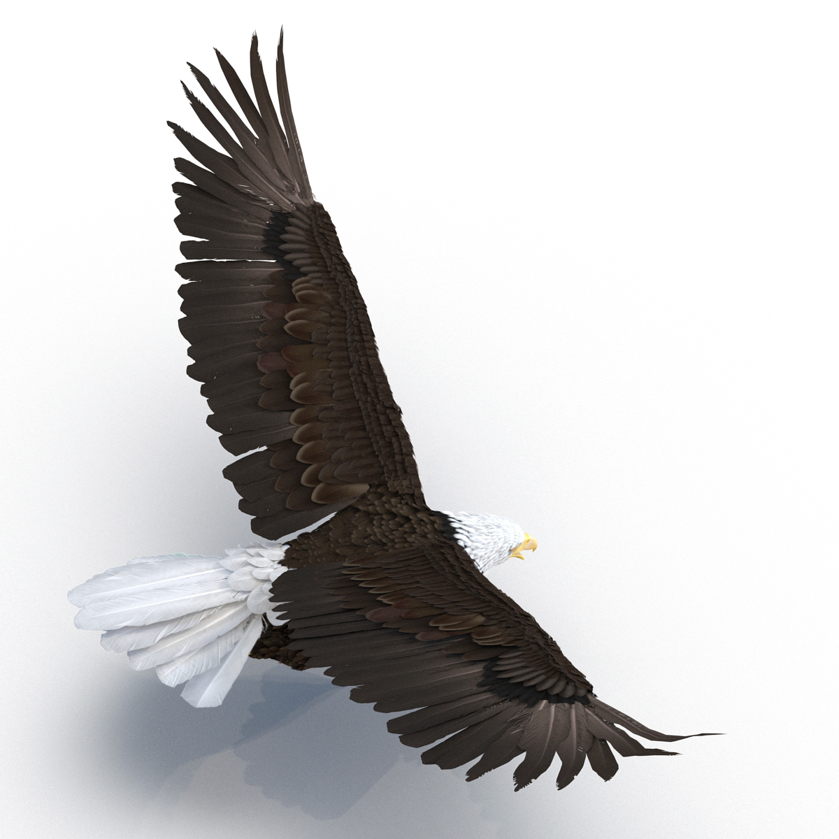 bald eagle 3d model