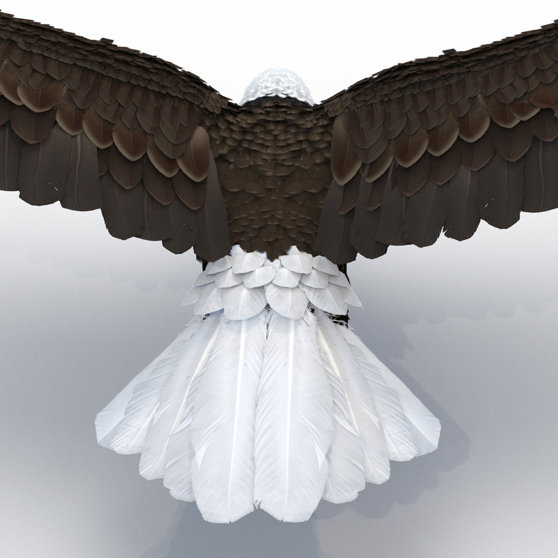 bald eagle 3d model