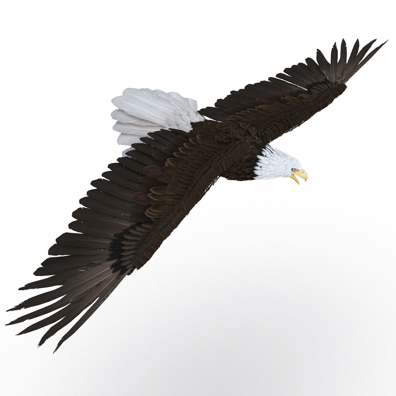 bald eagle 3d model