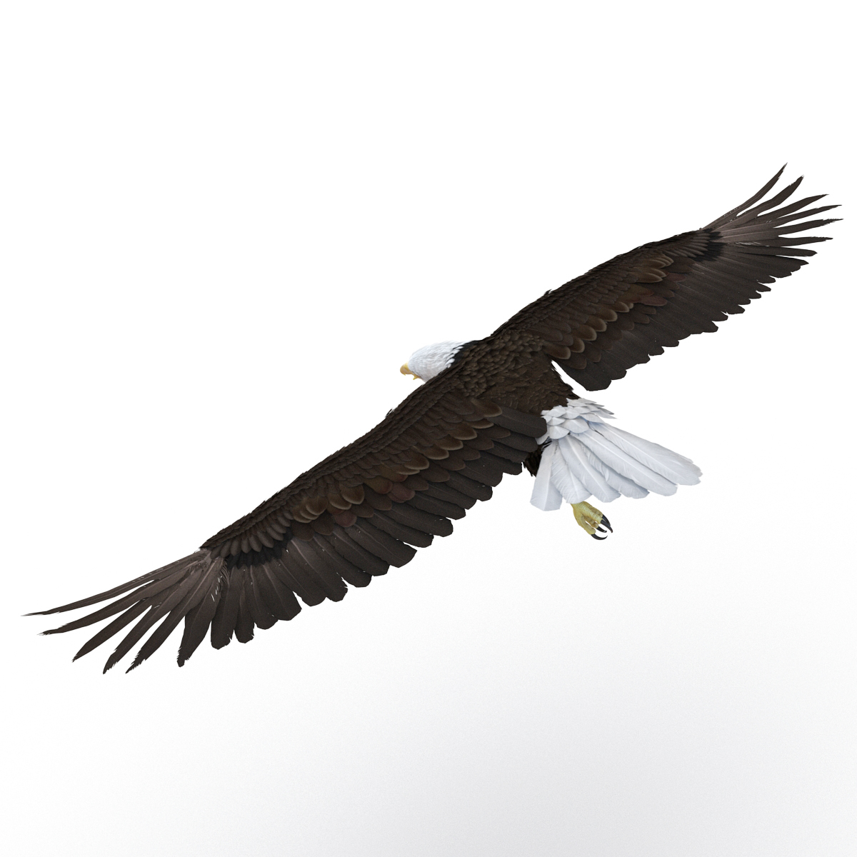 bald eagle 3d model