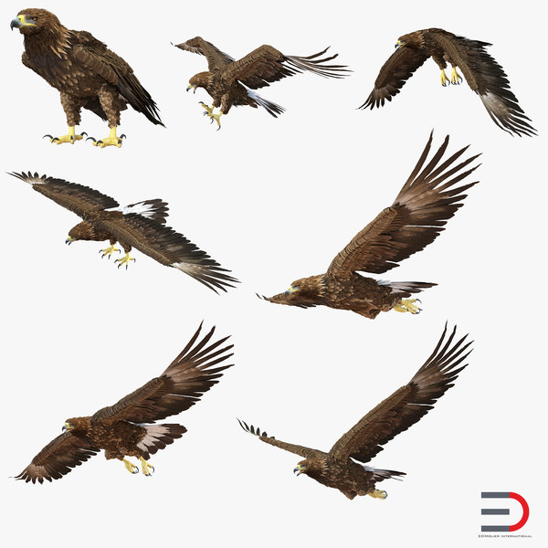 golden eagle 3d model
