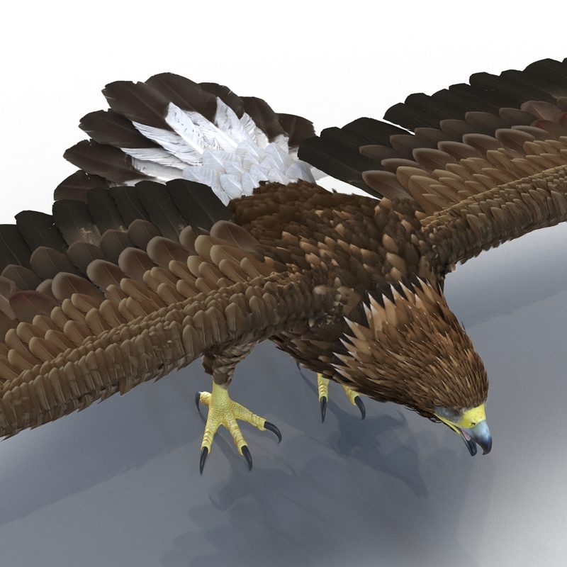Coleção de modelos 3D de águias douradas Modelo 3D - TurboSquid 1006810