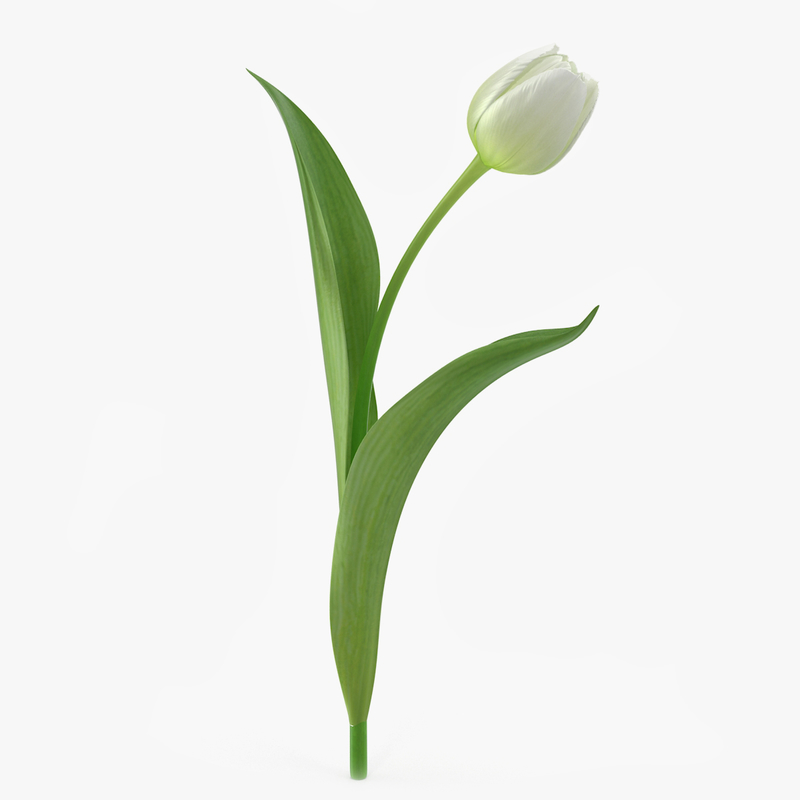 tulip flower 3d model