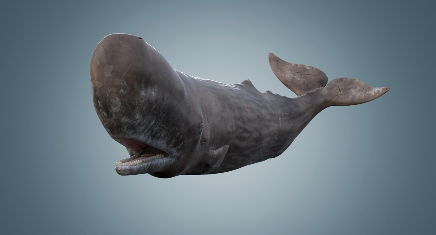 3d sperm whale rigged model