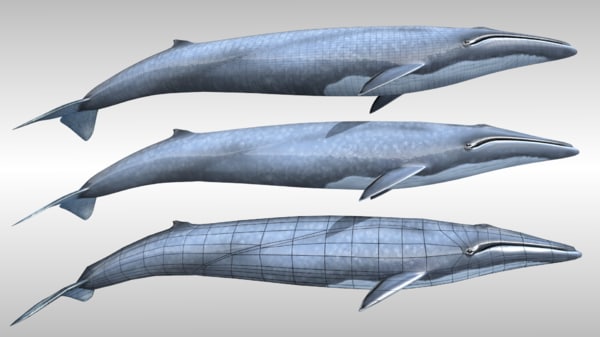 Blauwal 3D-Modell - TurboSquid 1007763