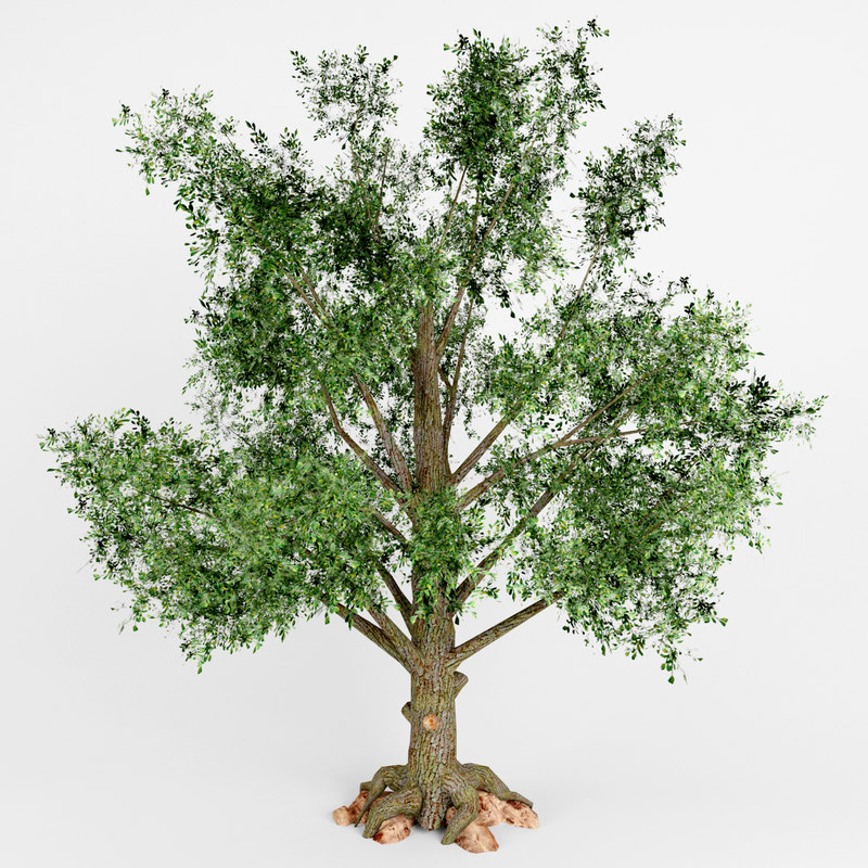 modèle 3D de arbre à feuilles caduques - TurboSquid 1007802