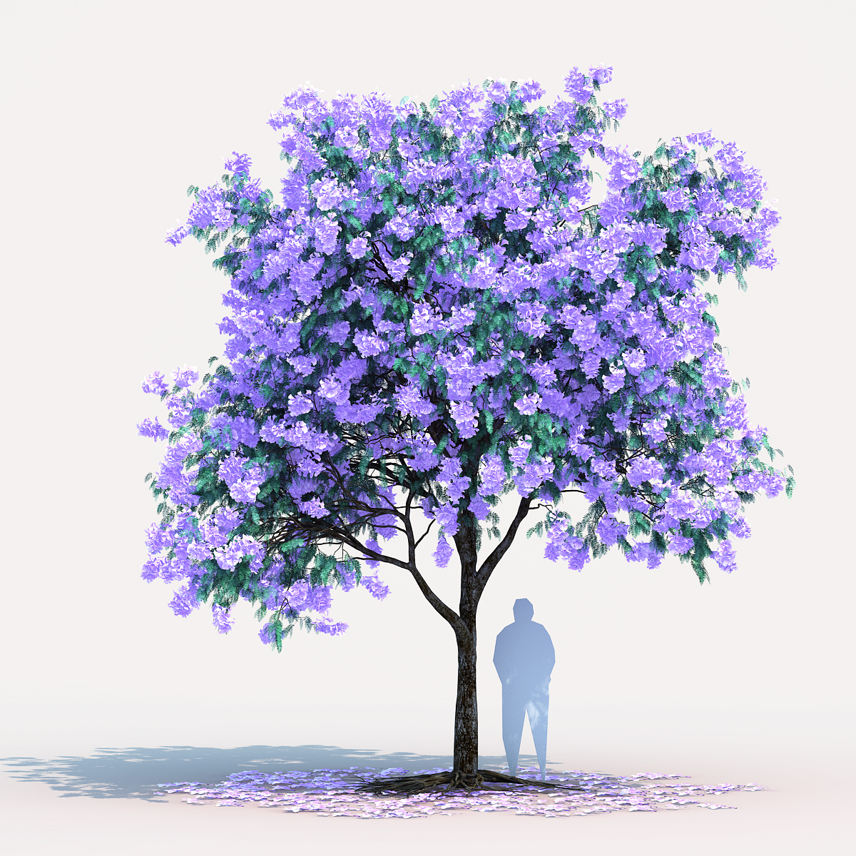 modelo 3d JACARANDA MIMOSIFOLIA - TurboSquid 1008025