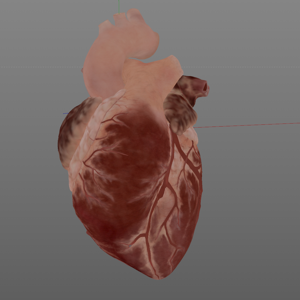 3d realistic human heart animation