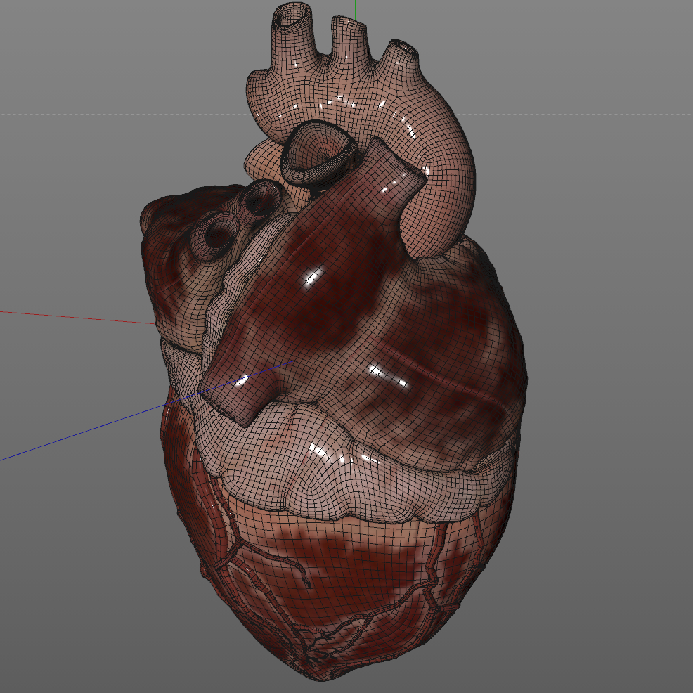 3d realistic human heart animation