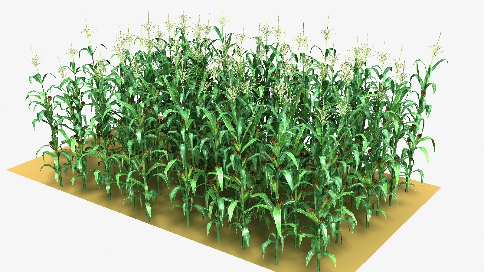 3d max corn field