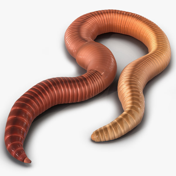 Worm 3D Models for Download | TurboSquid