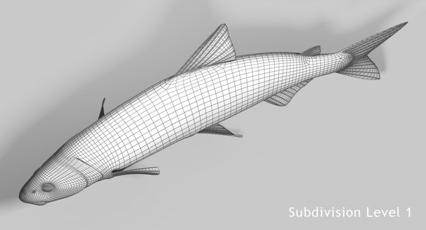 3d model whitefish animation