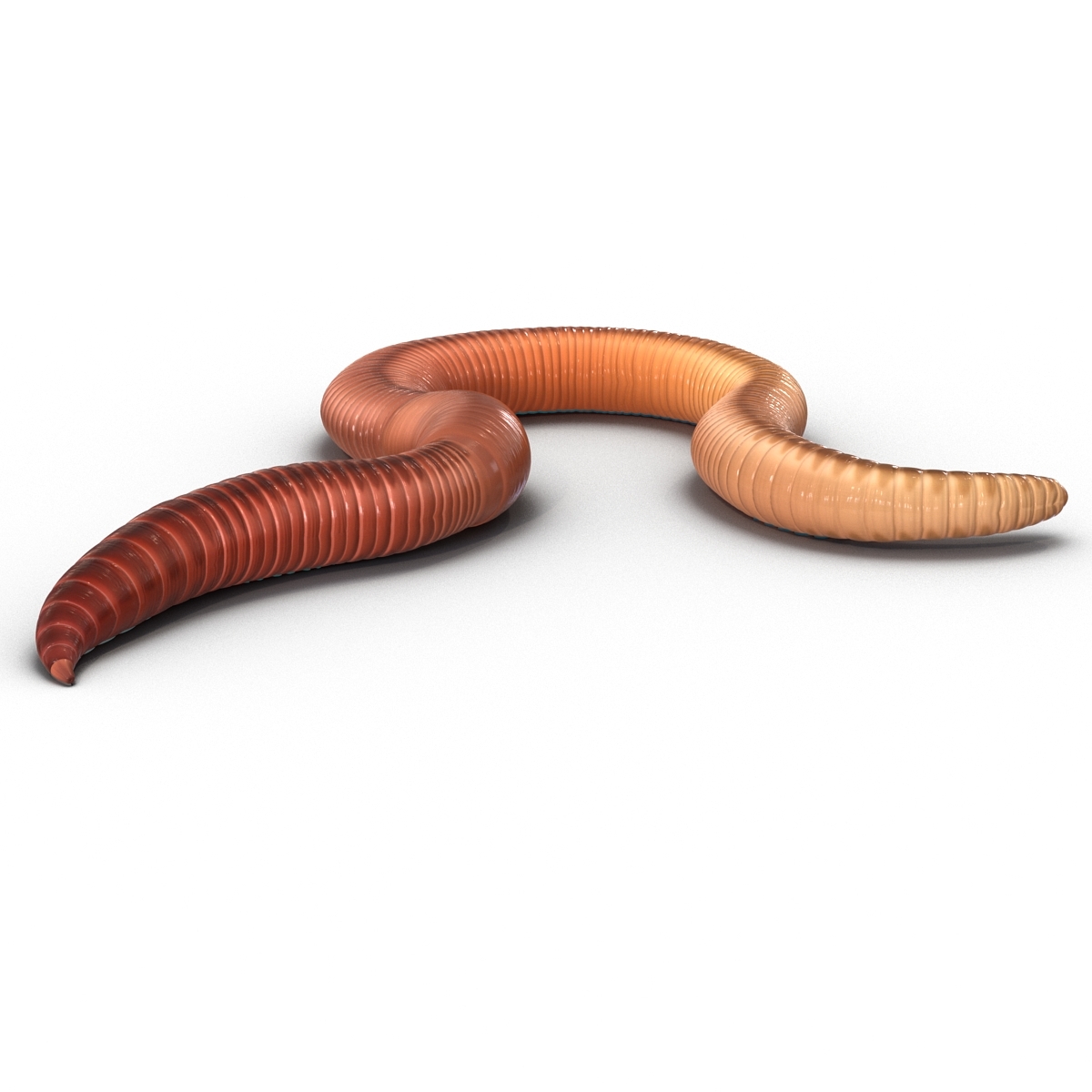 3d model earth worm pose 2