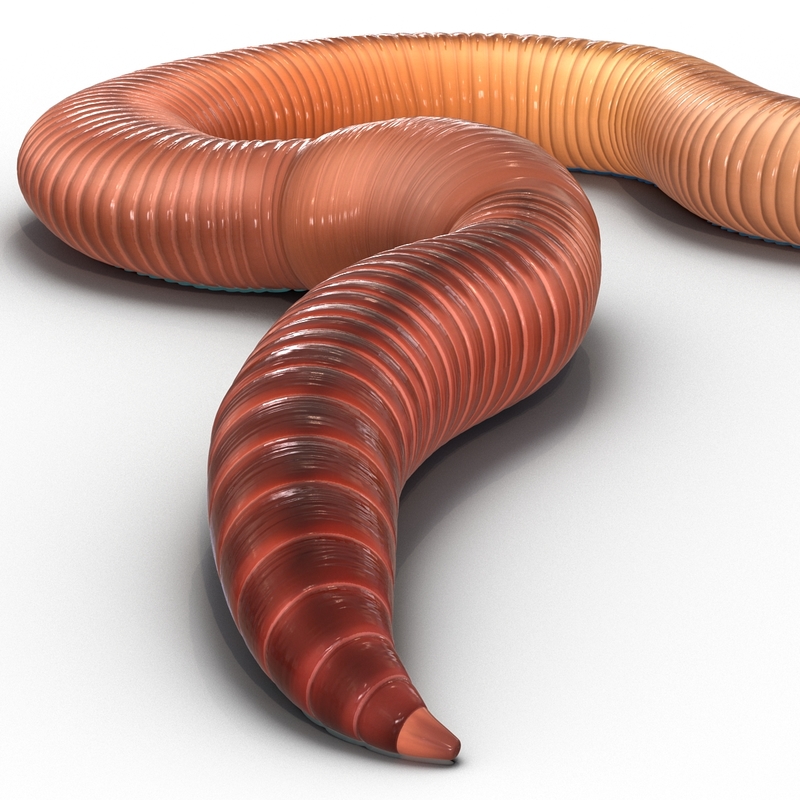 3d model earth worm pose 2