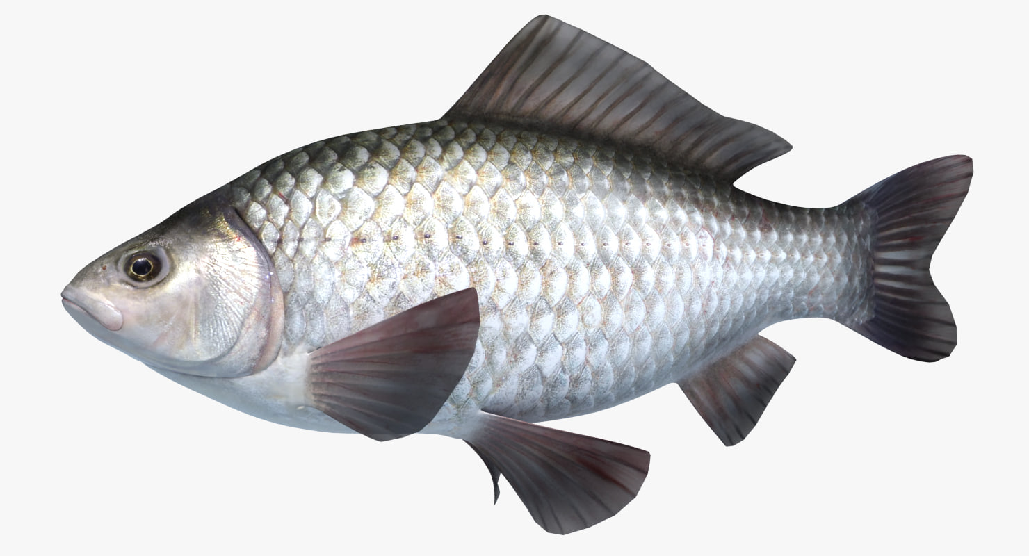 3d model gibel carp prussian animation