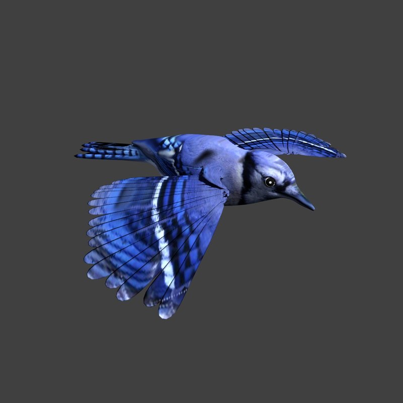 3d blue jay model