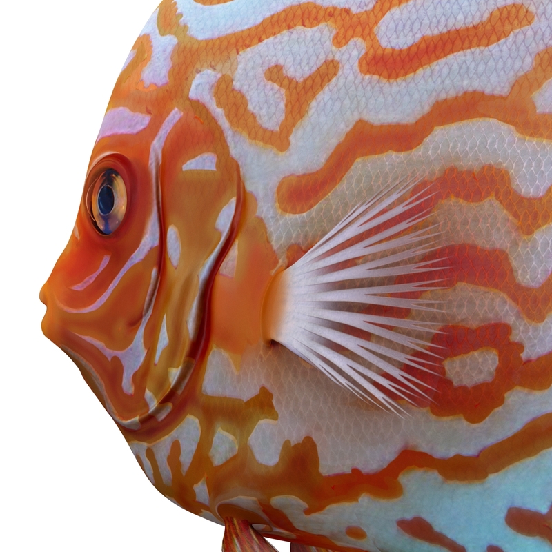 symphysodon fish 3d c4d