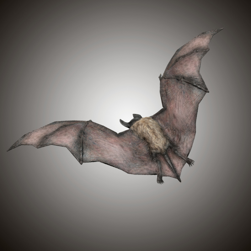 3d model vampire dark bat