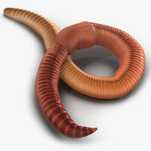 Worm 3D Models for Download | TurboSquid